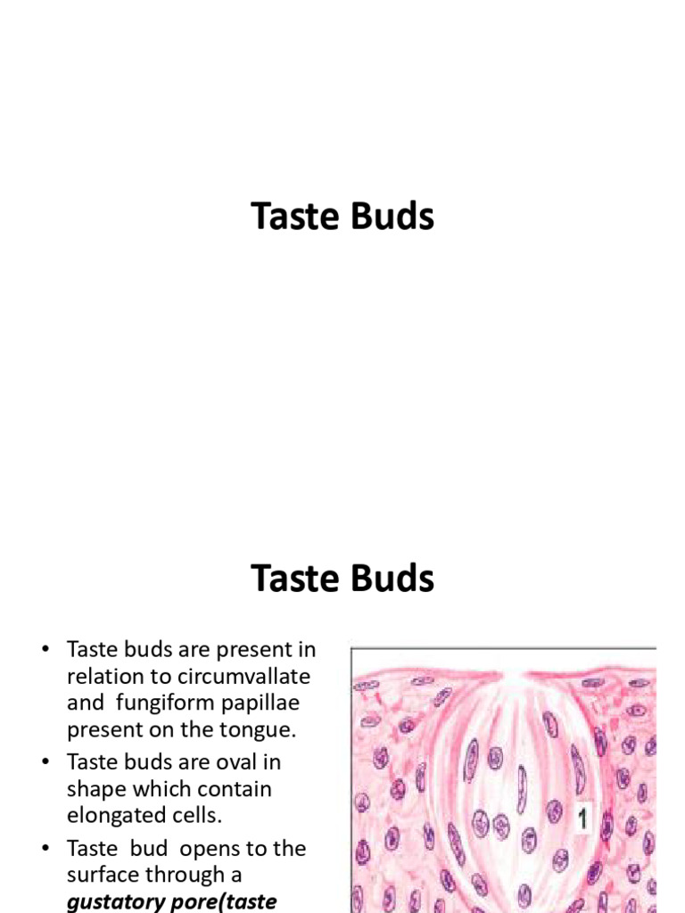 Taste Buds and Olfactory Epithelium | PDF | Pancreas | Human Anatomy
