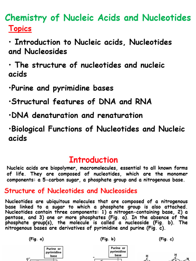 Bch Nucleic Acids | PDF | Nucleotides | Rna