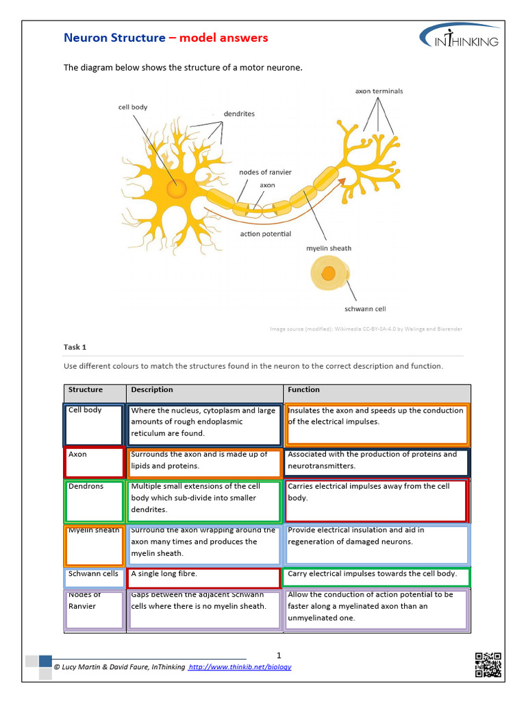 Neuron Structure - Model Answer | PDF | Neuron | Axon