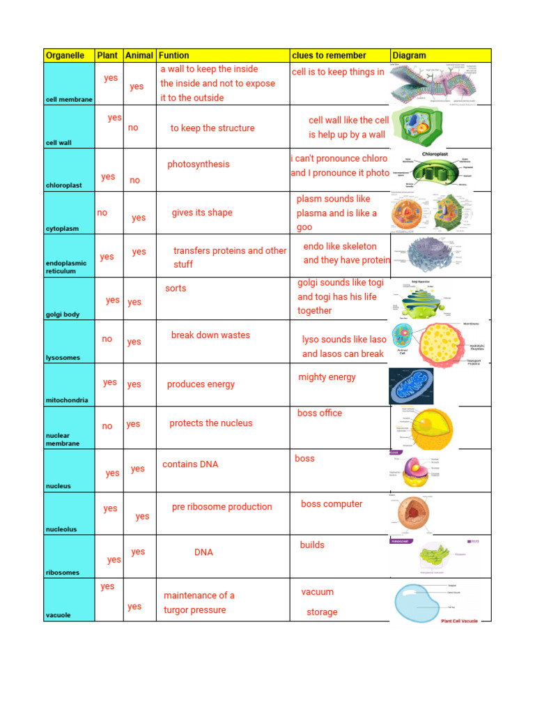 LOGAN KUKULSKI - Organelle Structure & Function | PDF | Cell (Biology ...