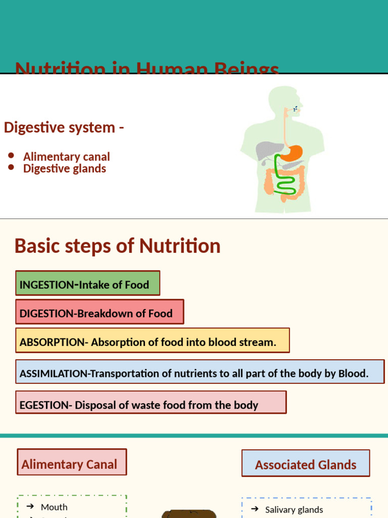 Human Nutrition and Digestive System Overview | PDF | Digestion | Large ...