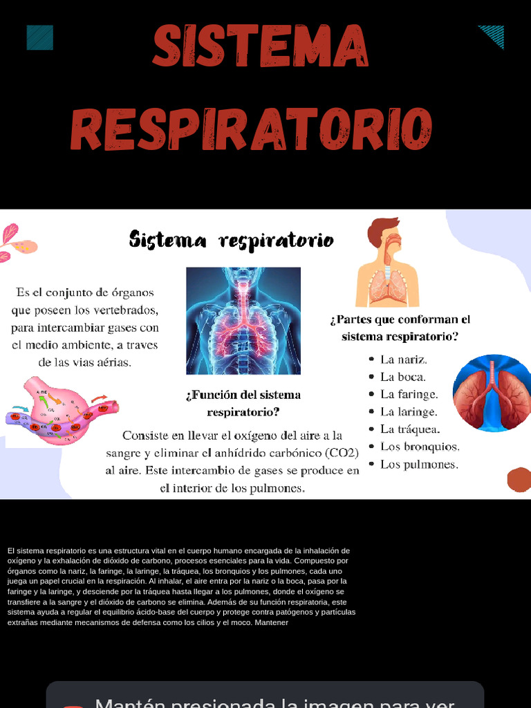 Sistema muscular_20251030_090642_0000 | PDF
