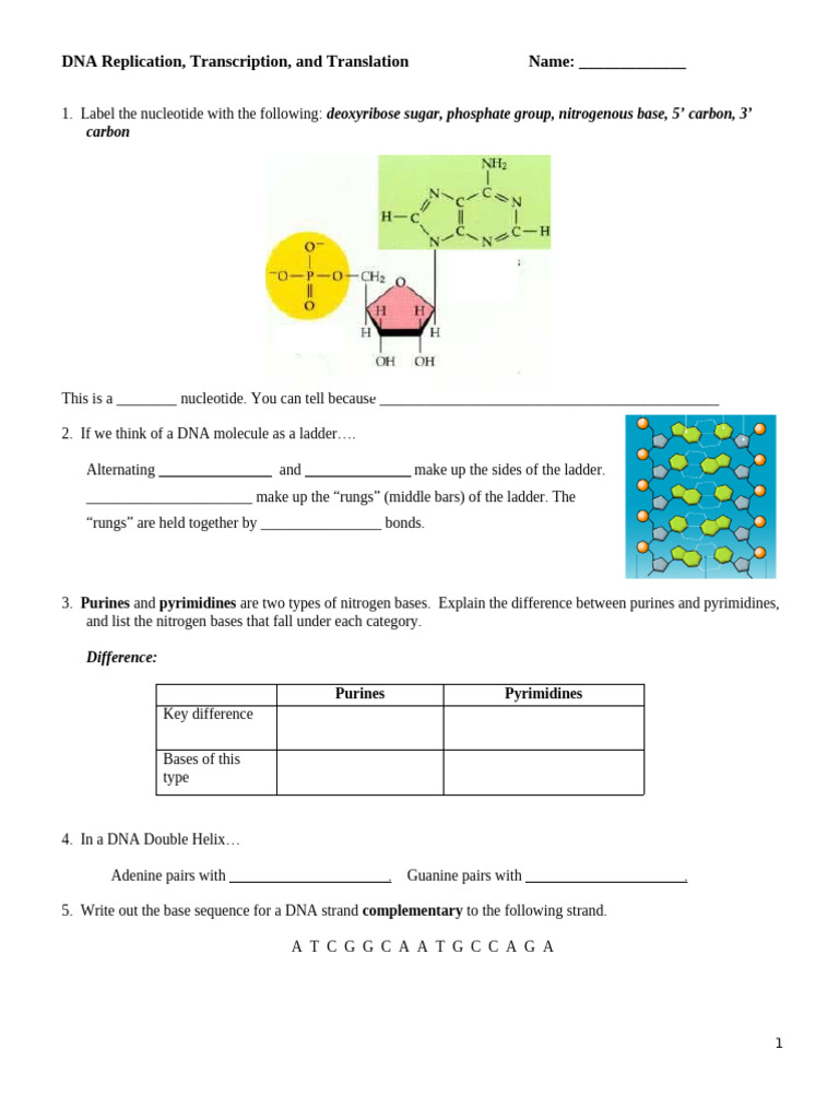 DNA Replication and Protein Synthesis Guide | PDF | Messenger Rna ...