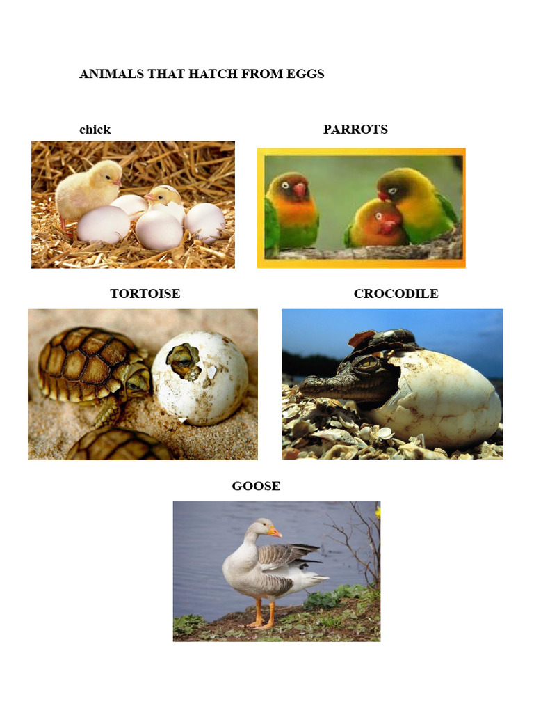 Animals That Hatch From Eggs | PDF
