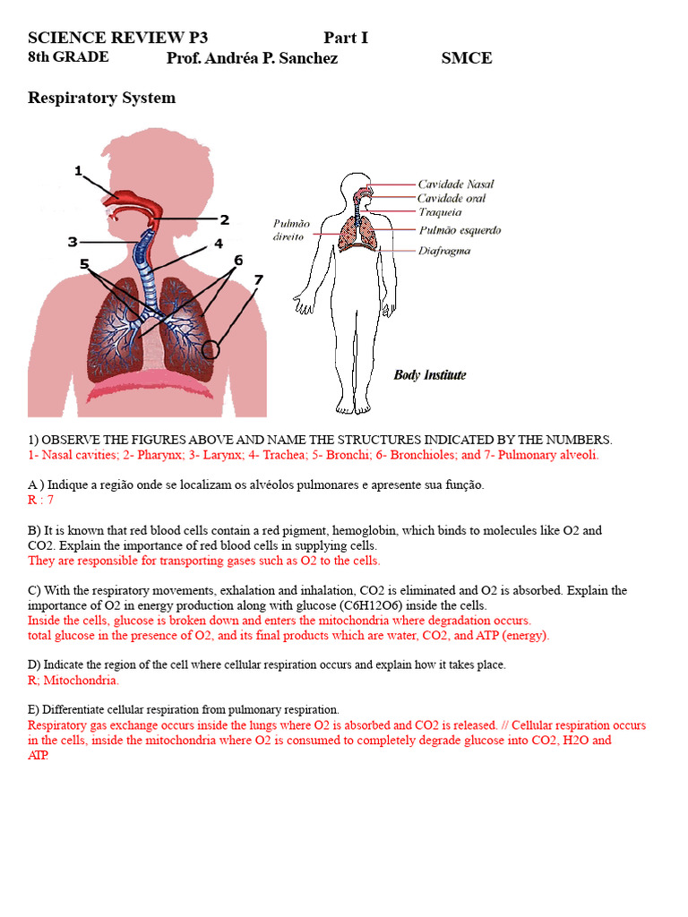 8th Grade Science: Body Systems Overview | PDF | Respiratory System | Vein