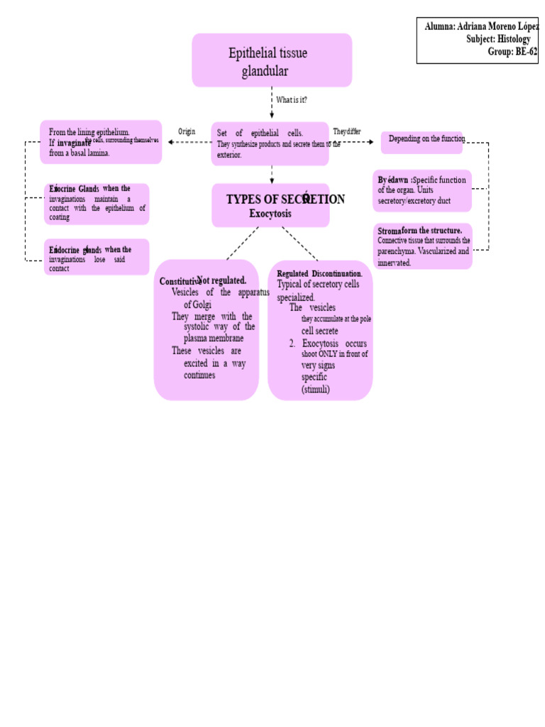 Glandular Epithelial Tissue | PDF | Epithelium | Secretion
