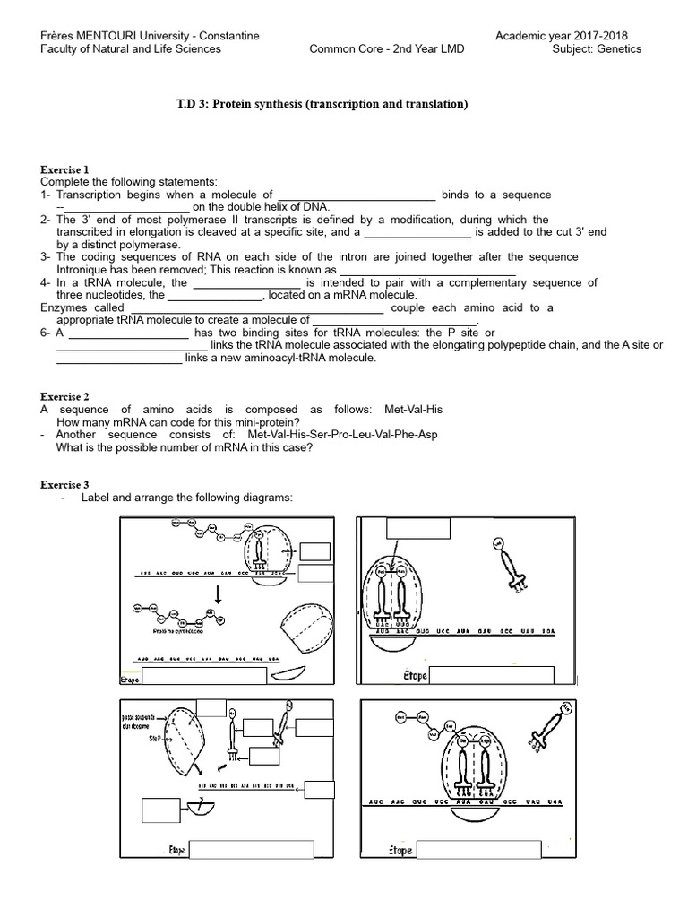 TD 3 protein synthesis | PDF | Messenger Rna | Translation (Biology)