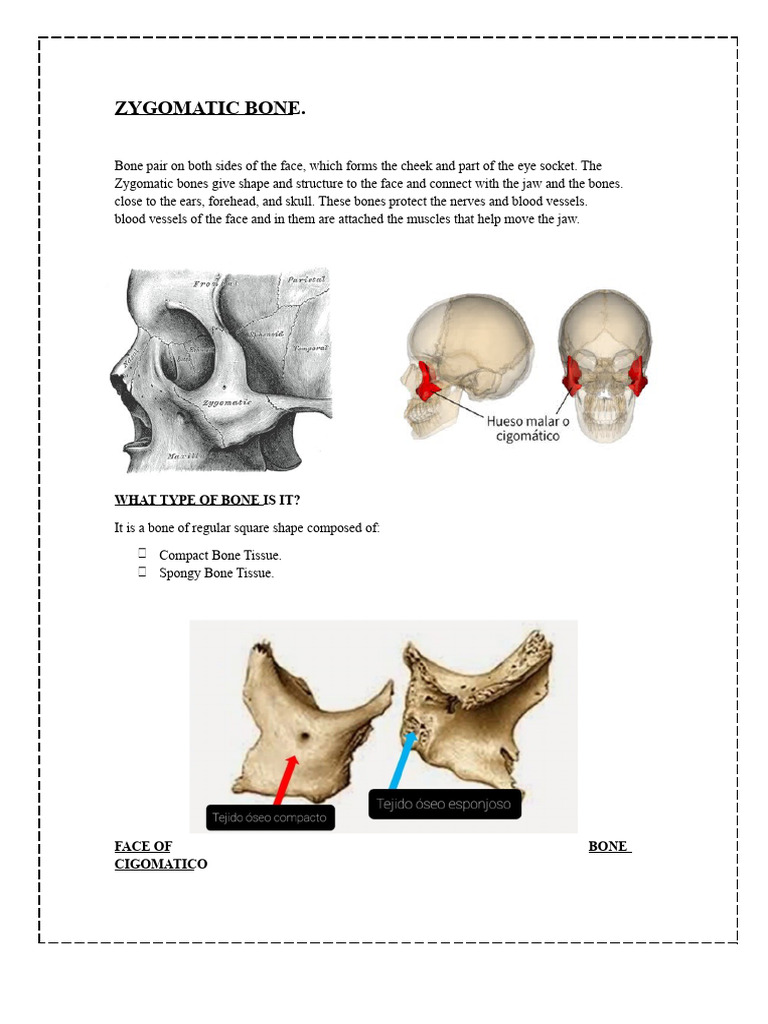 Zygomatic bone | PDF | Human Nose | Human Anatomy