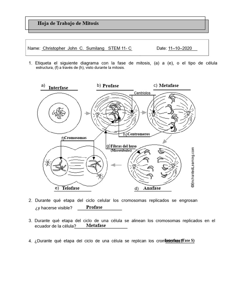 Hoja de Trabajo Sobre La Mitosis Sumilang | PDF | Mitosis | Ciclo celular