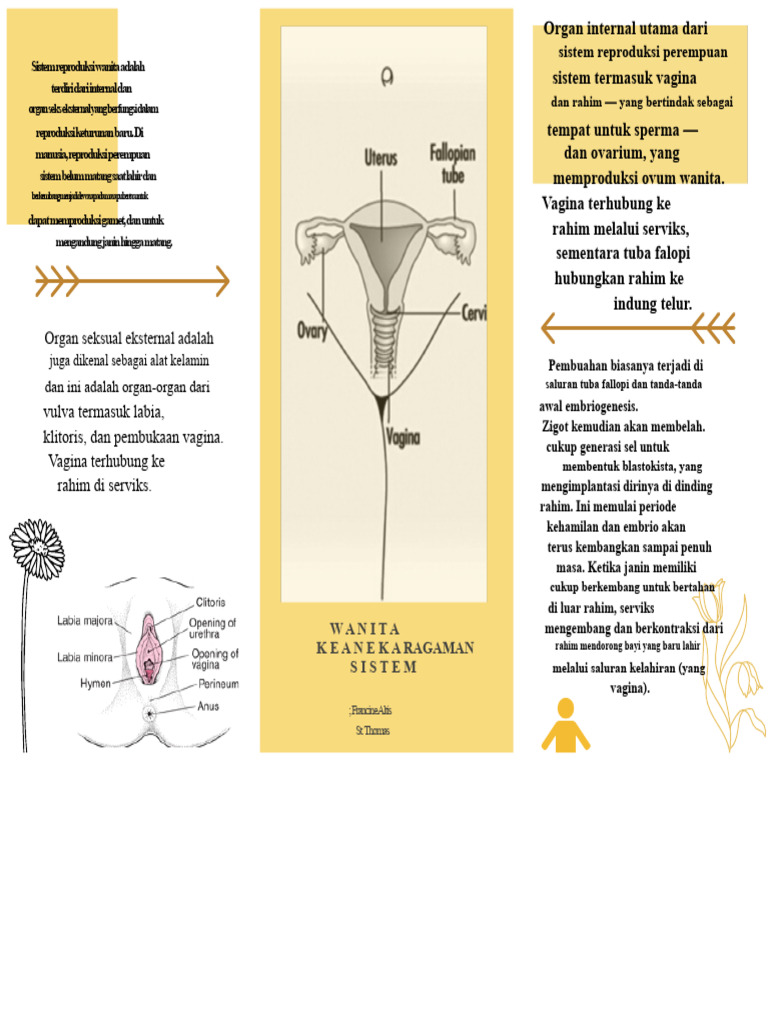 Brosur Reproduksi Perempuan | PDF