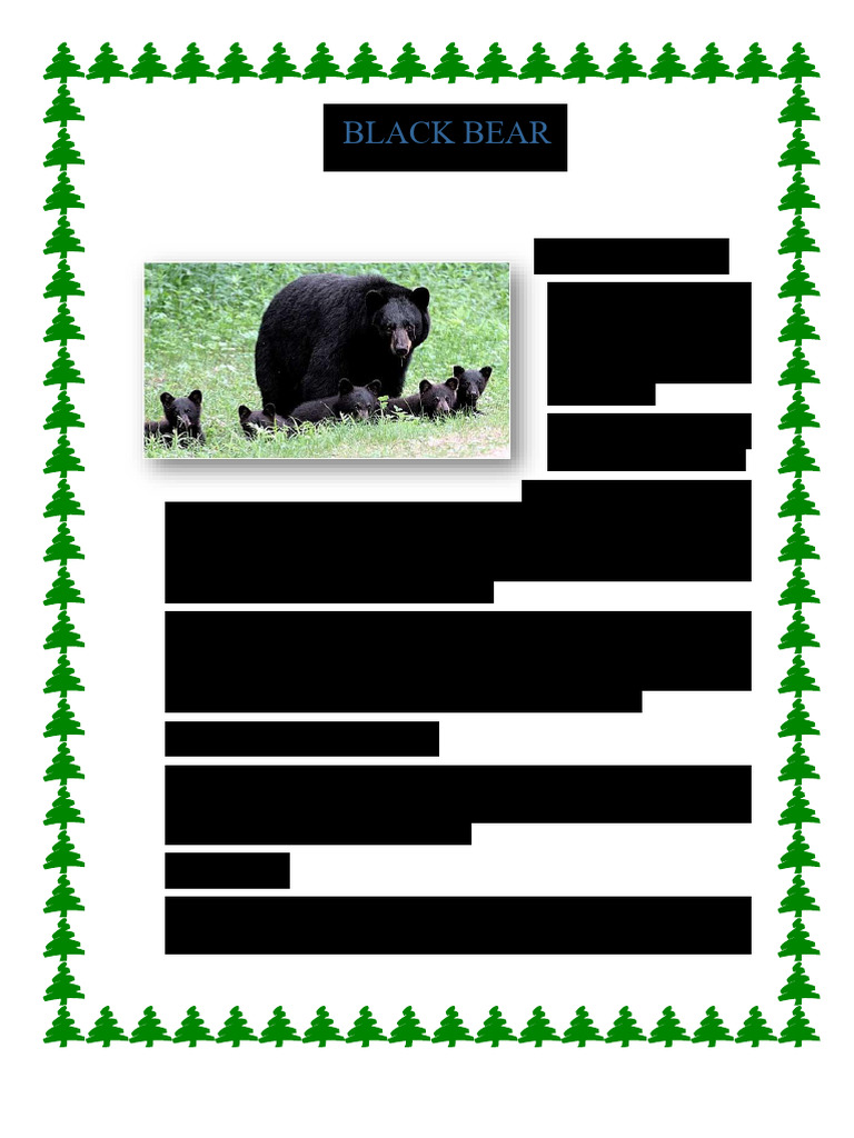 BLACK BEAR | PDF | Bears | Mammals