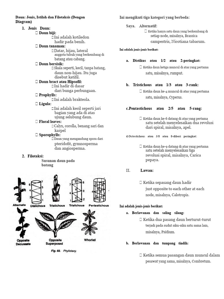 Phyllotaksi Daun | PDF