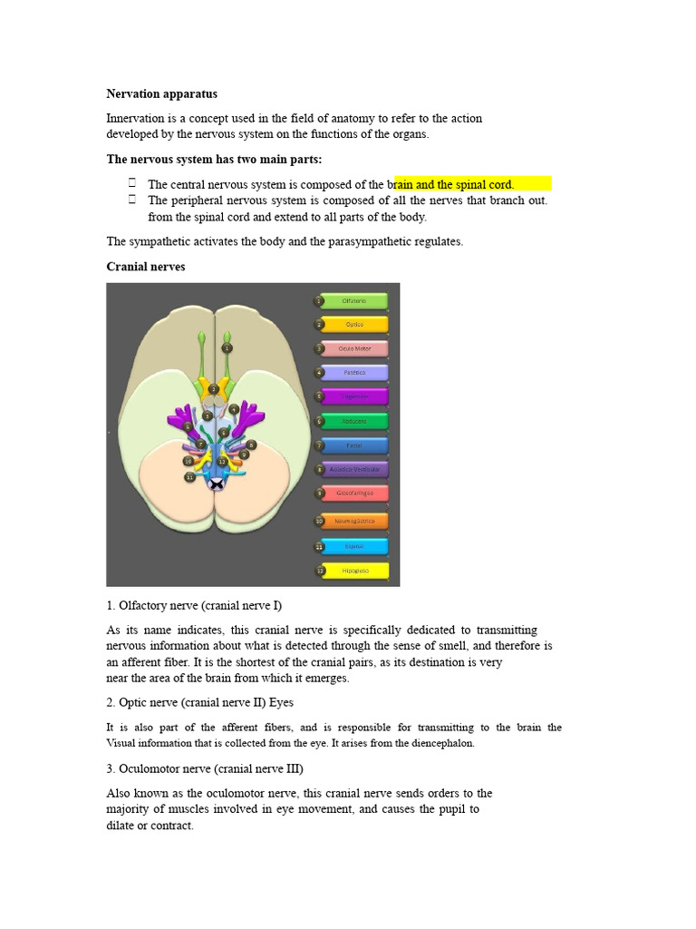 Nervous System Device | PDF | Anatomical Terms Of Motion | Nervous System