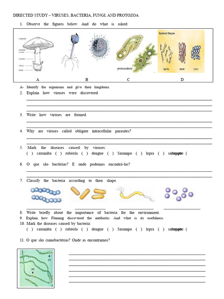 -DIRECTED-STUDY-virus-bacteria-and-fungi | PDF | Bacteria | Protozoa