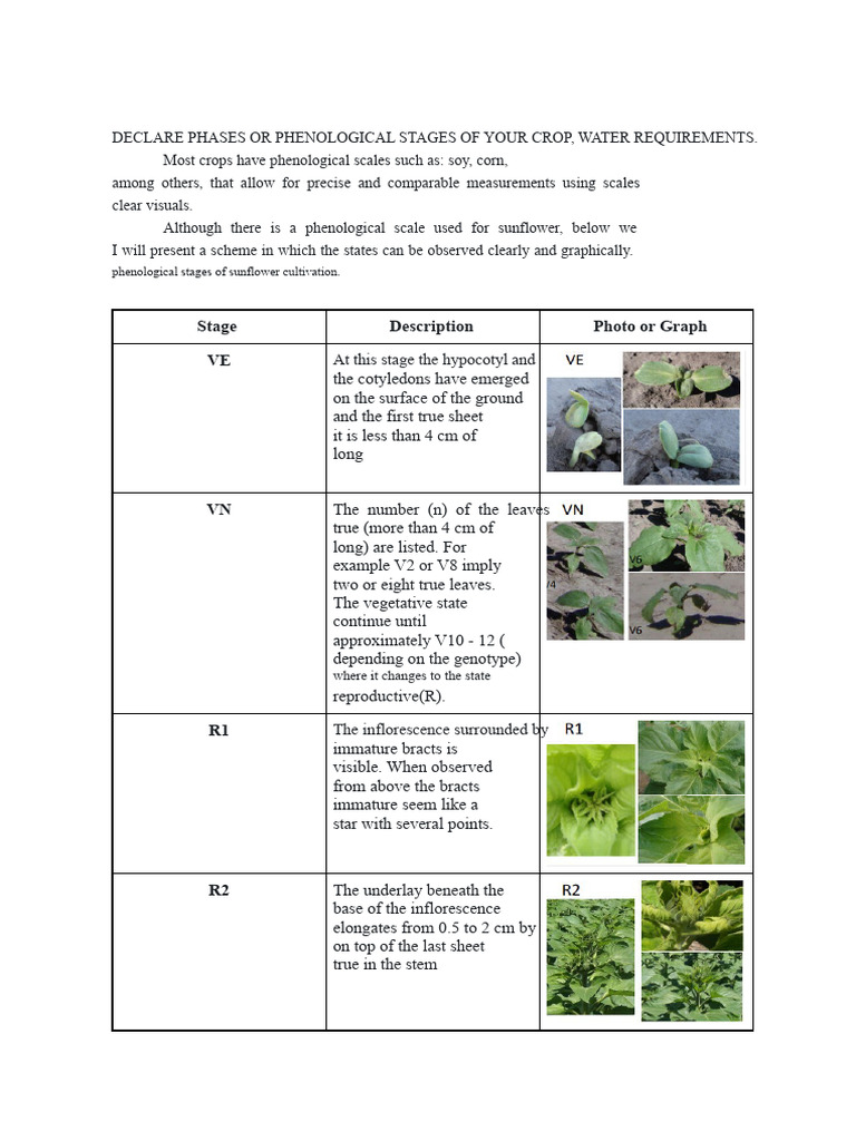 DECLARE PHENOLOGICAL PHASES OR STAGES OF YOUR CROP, WATER REQUIREMENTS | PDF | Flowers | Irrigation