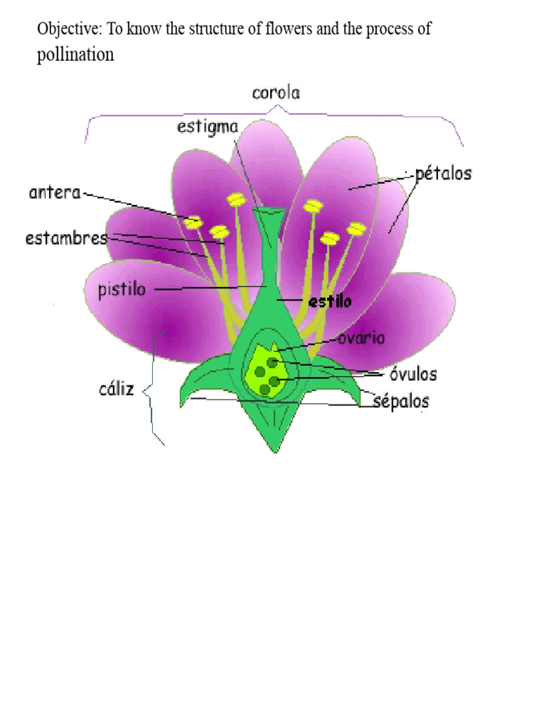 Parts of The Flower Pollination | PDF