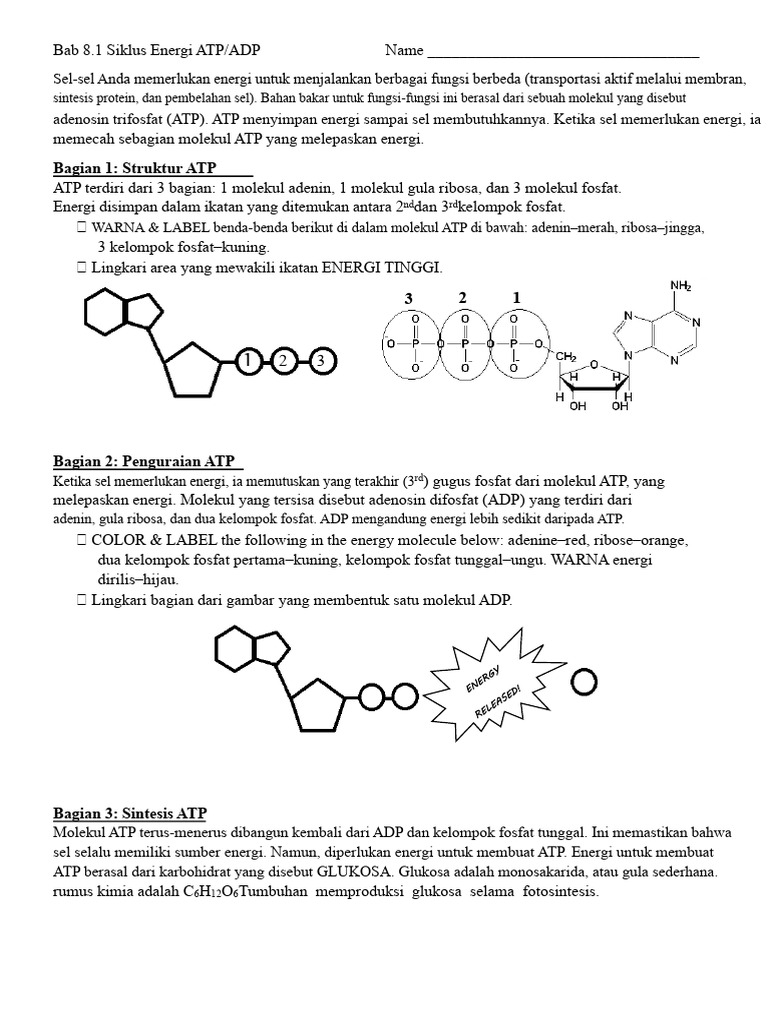 Siklus Energi ATP dan ADP | PDF