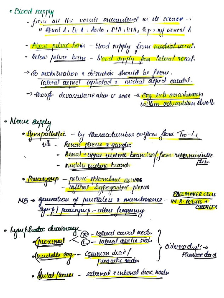 Ureter Anatomy 2 | PDF
