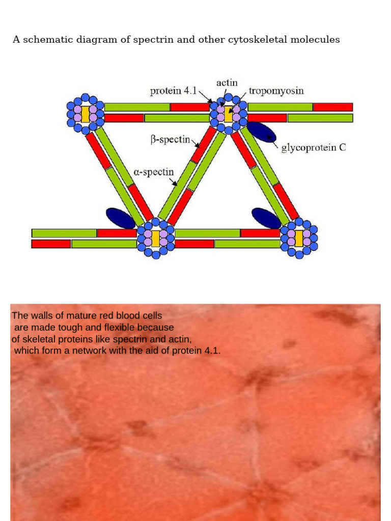 4 - Spectrin | PDF