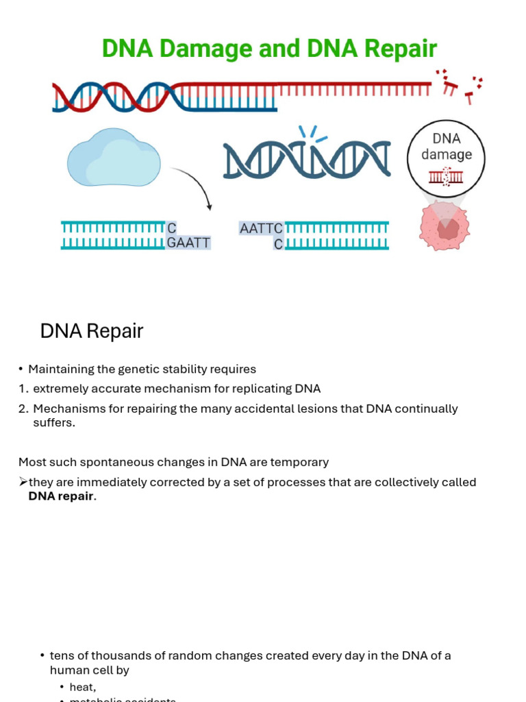 DNA Damage Repair 2024 Spring Student | PDF | Dna Repair | Dna