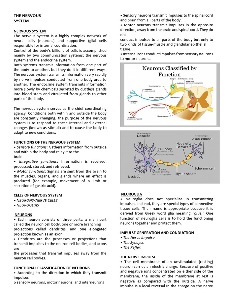 The Nervous System | PDF | Nervous System | Action Potential