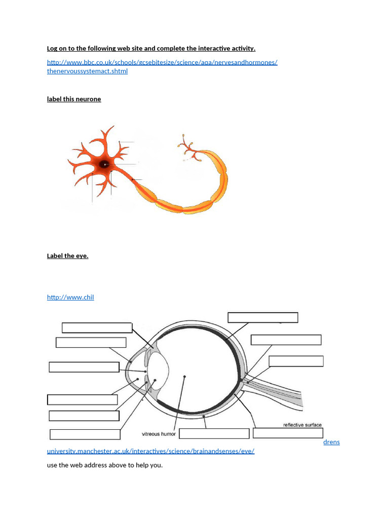 Nervous Sytstem Activity Sheet | PDF