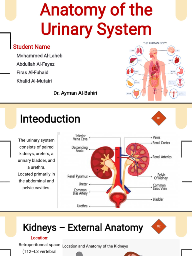 Anatomy Of Urinary System Pdf Kidney Urinary System