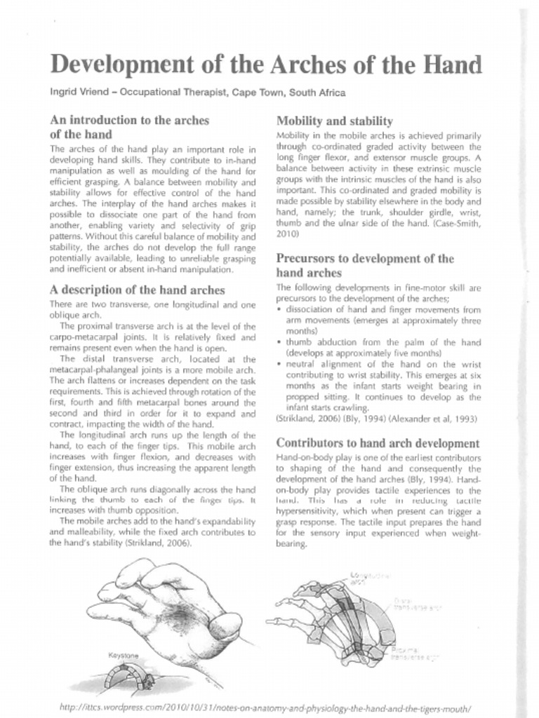Development of Arches of The Hand | PDF