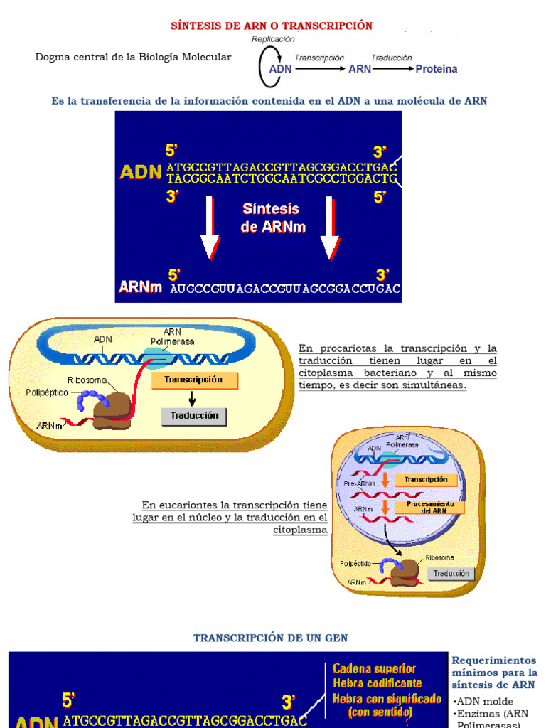 Transcripción de ARN: Proceso y Regulación | PDF | Rna | Operón
