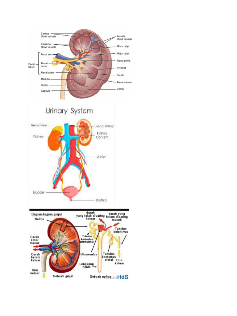 Gambar Ginjal | PDF