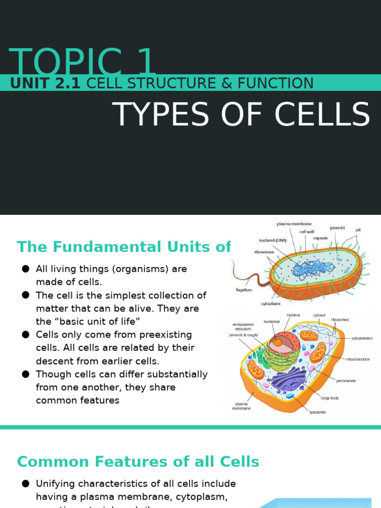 Cell Types: Prokaryotic & Eukaryotic | PDF | Endoplasmic Reticulum ...