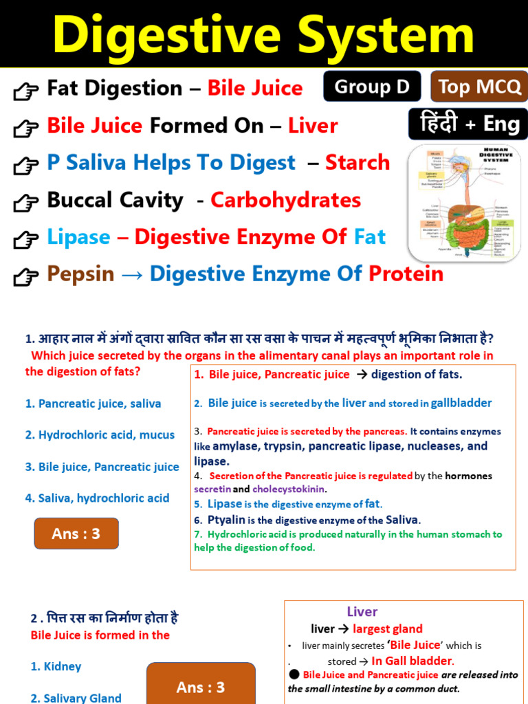 9.digestive System | PDF | Digestion | Pancreas