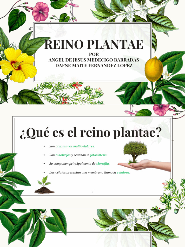 Reino Plantae: POR Angel de Jesus Medecigo Barradas Dafne Maite ...