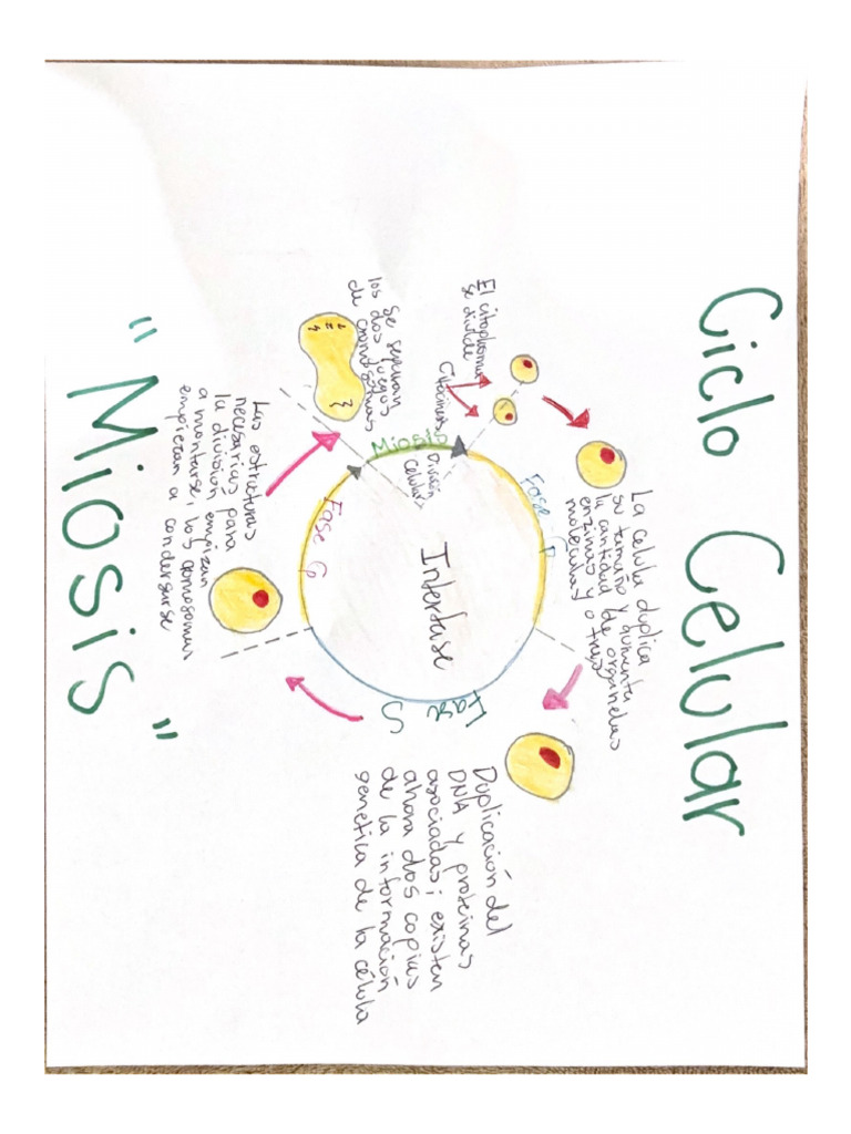 La Celula Duplica | PDF