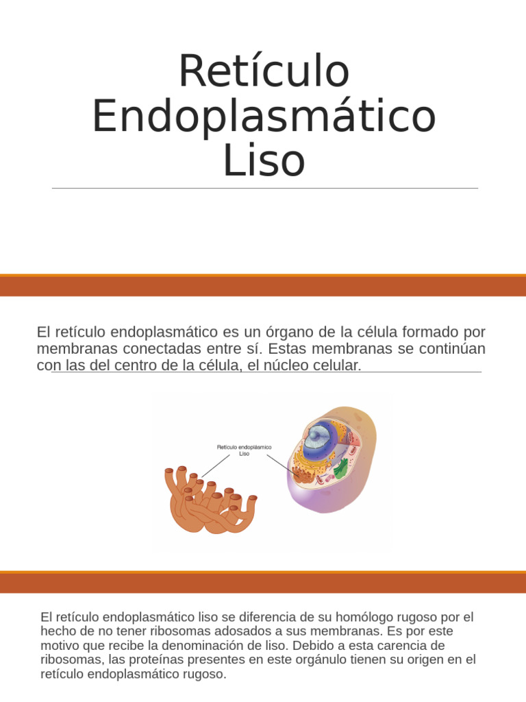 Retículo Endoplasmático Liso | PDF | Retículo endoplásmico | Biología ...