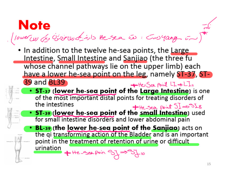 Lower He-Sea Points for Intestinal Health | PDF