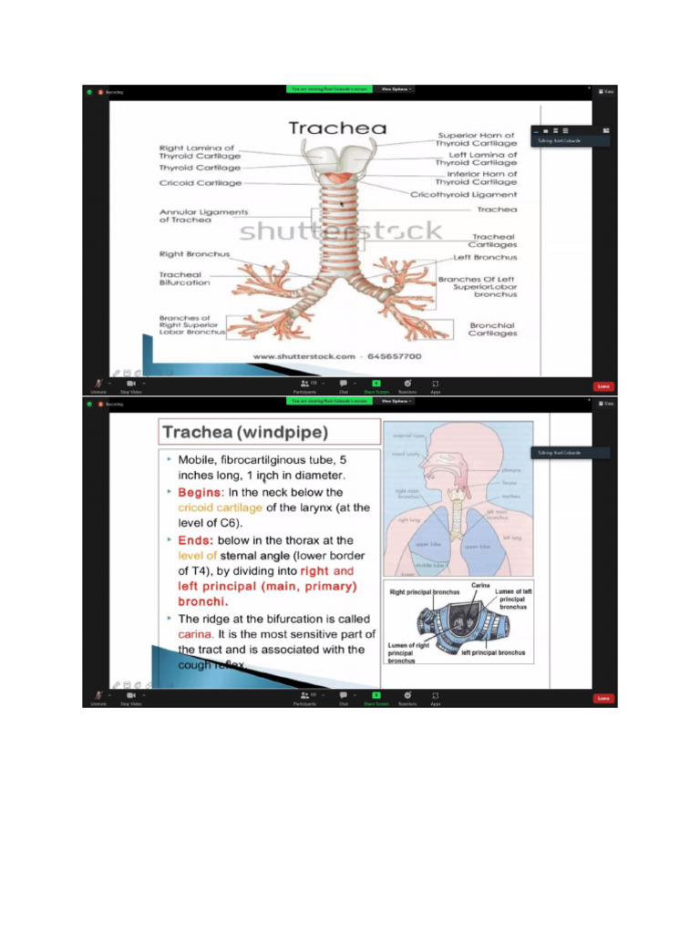 Anatomy Respi 2 | PDF