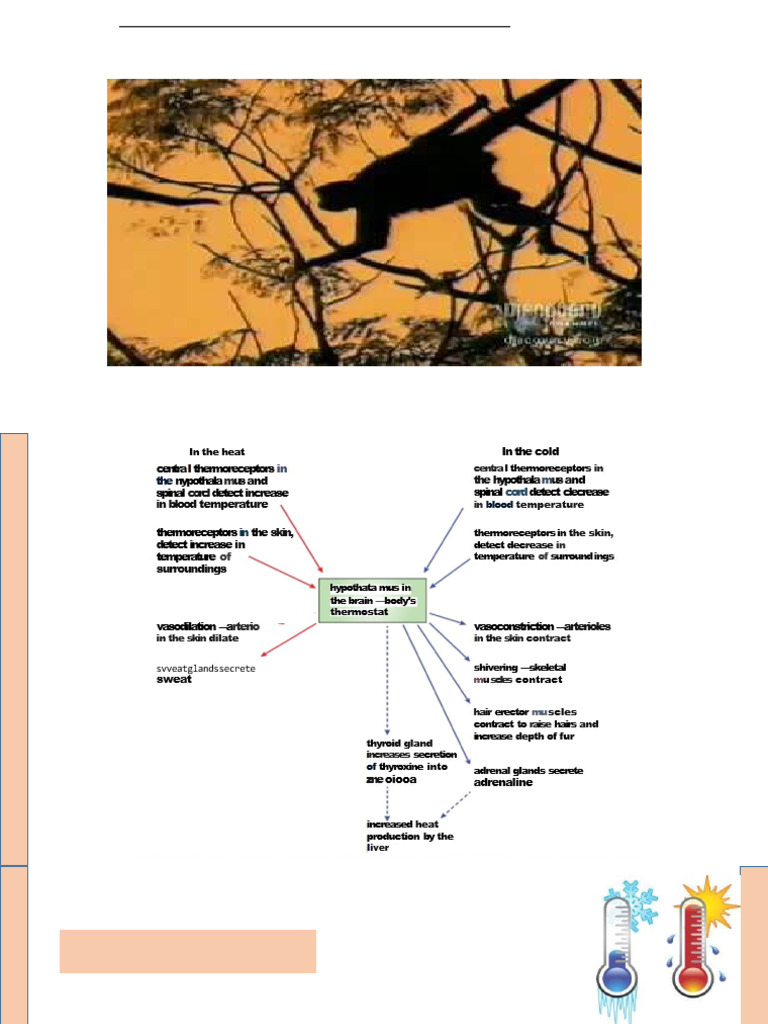 Homeostasis (Part # 6) | PDF | Thermoregulation | Fever