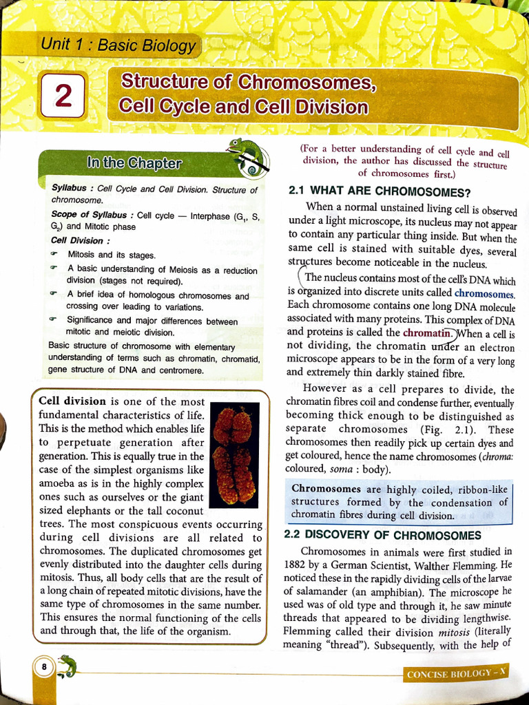 Grade 10 CH 2 Structure of Chromosomes | PDF | Mitosis | Dna