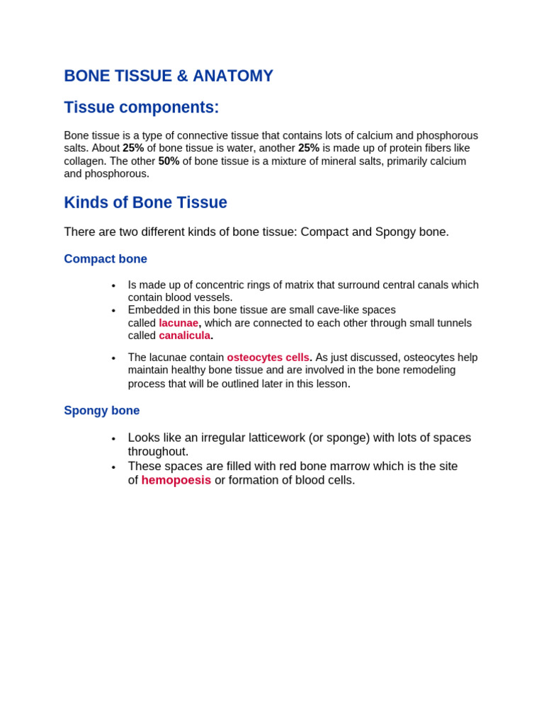 Bone Tissue Anatomy and Types | PDF