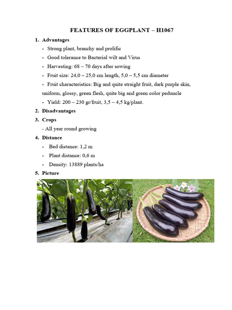 Eggplant H1067 Features & Benefits | PDF