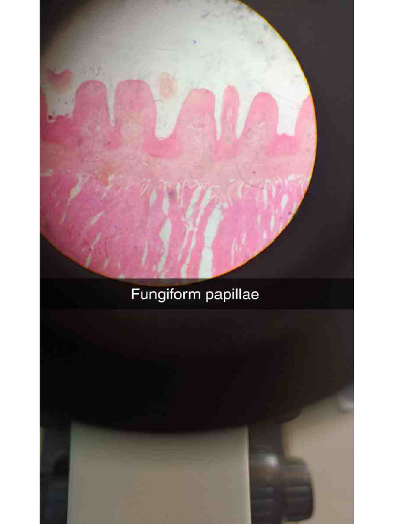 Anatomy Practical (Slides) | PDF