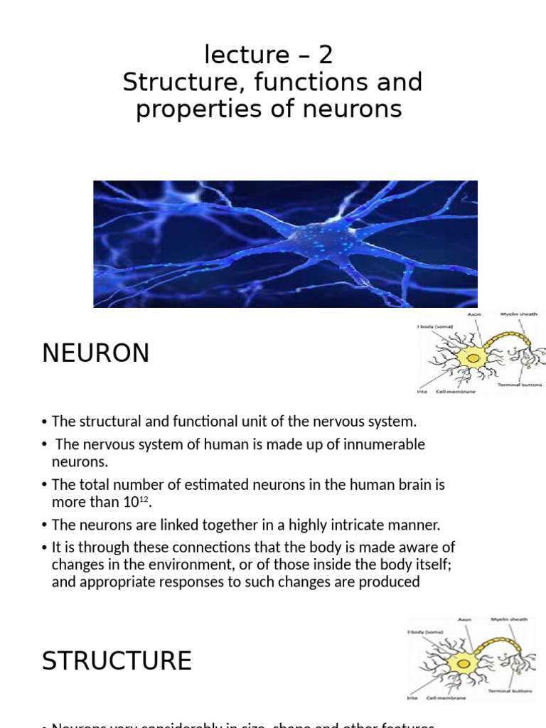 Structure, Functions and Properties of Neurons | PDF | Axon | Neuron