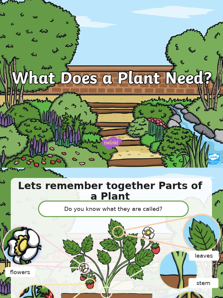 Parts of a Plant and Their Needs | PDF | Plants | Root