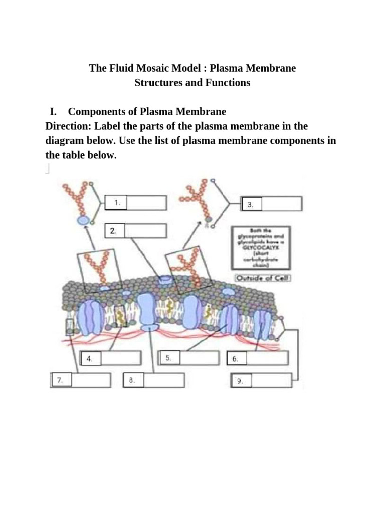 The Fluid Mosaic Model Plasma Membrane Structures and Functions | PDF