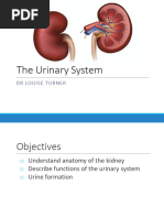 Urinary System Diagram | PDF