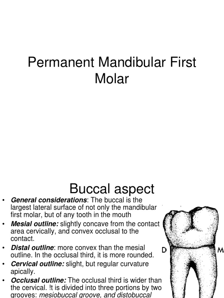 5.Permanent Mandibular First Molar | Dentistry | Mouth