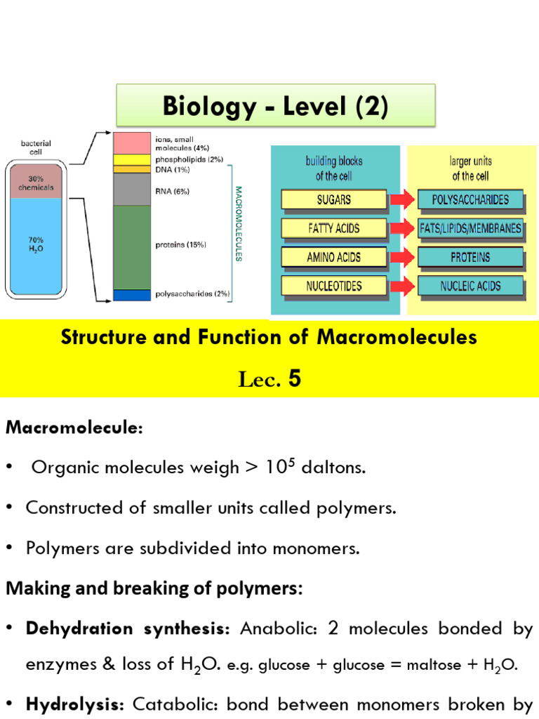 5 Structure and Function of Macromolecules | PDF | Glucose | Dna