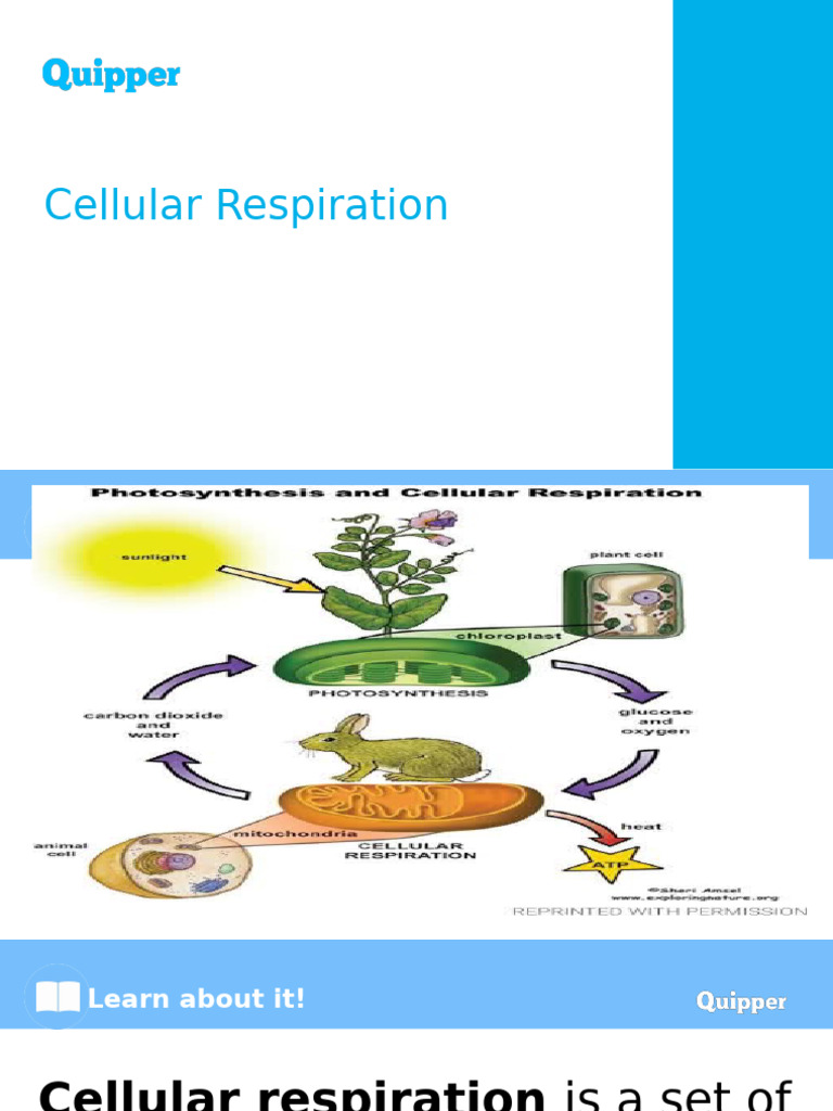 Cellular Respiration | PDF
