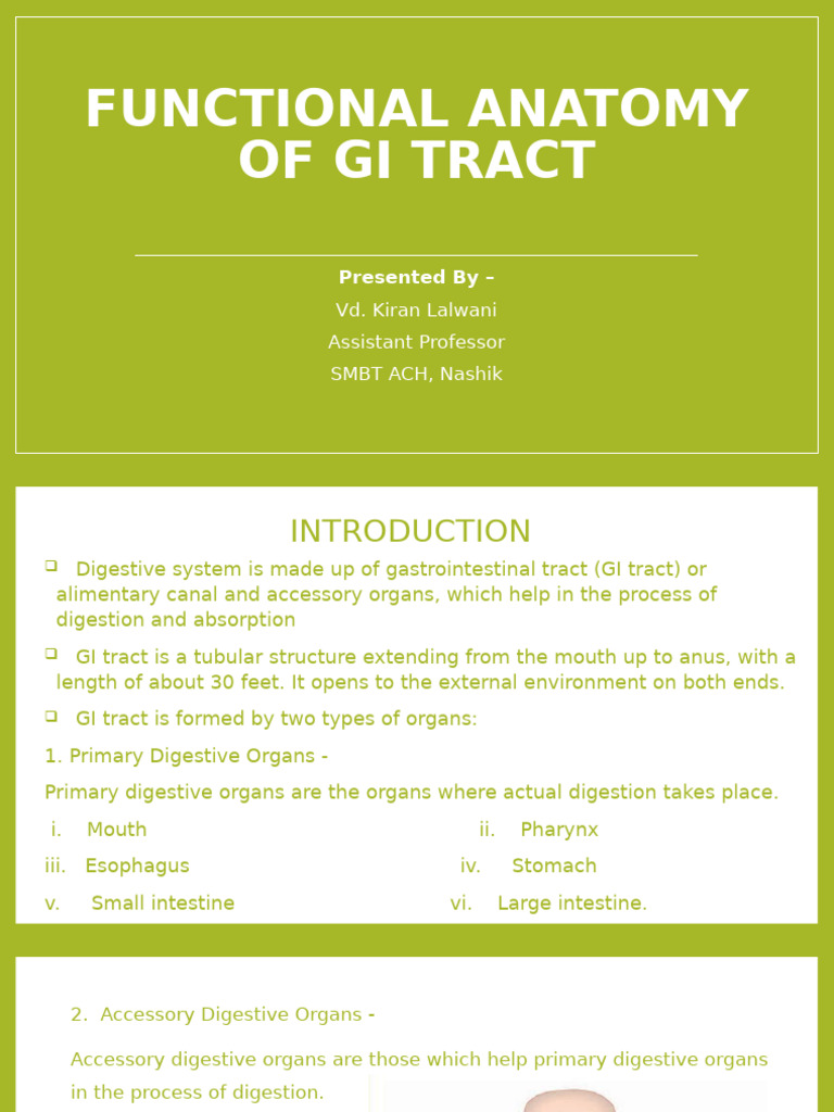 Functional Anatomy of GI TRACT | PDF | Gastrointestinal Tract | Human ...